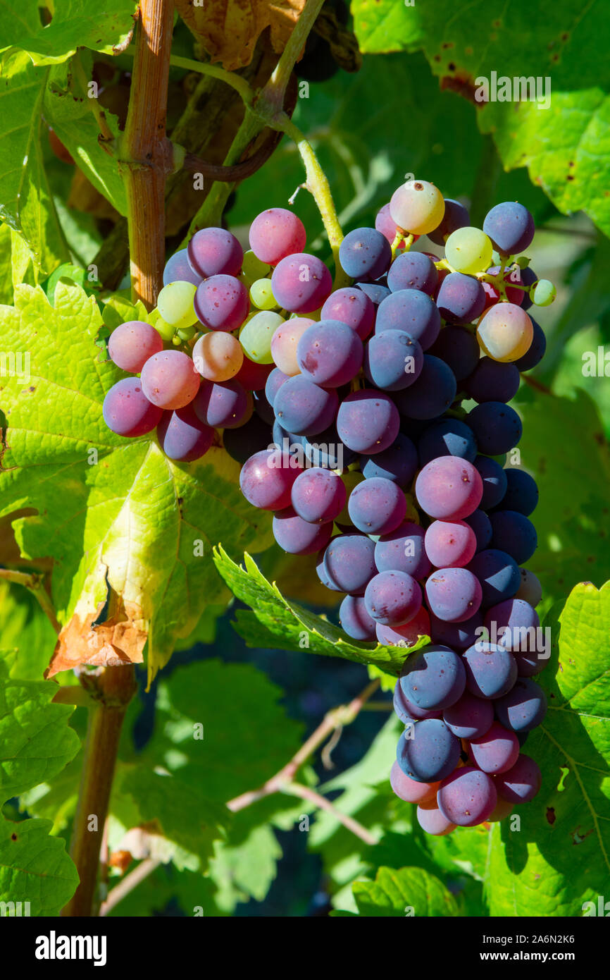 Grape plant on vineyard, growing red wine grapes in Italy, Sirah, Petit ...