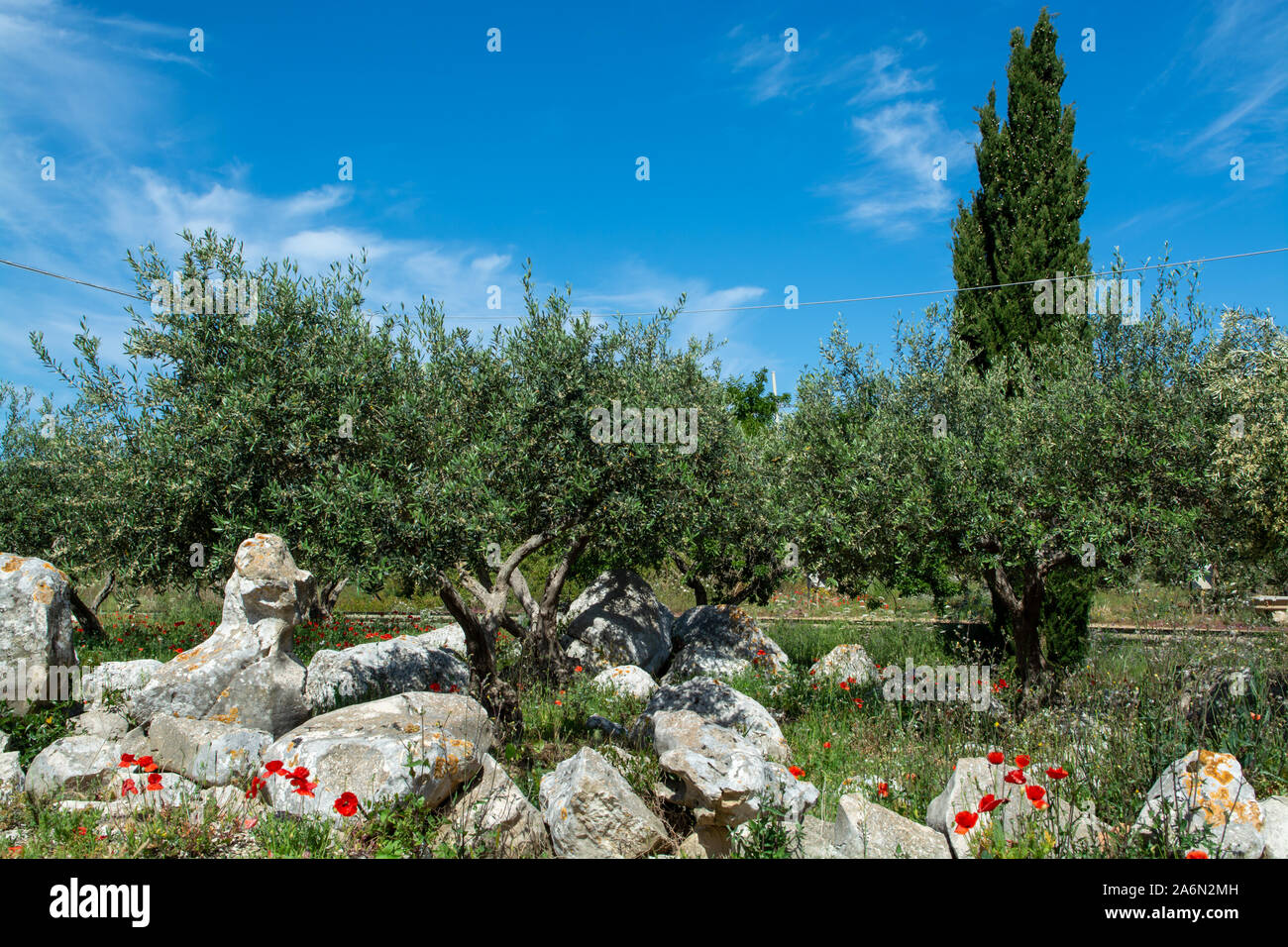 Olive new trees plantation hi-res stock photography and images - Alamy