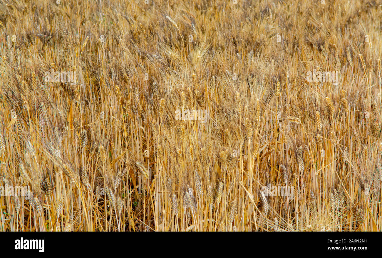 Fields with ripe golden pasta durum wheat in Sicily, Italy, ready for ...