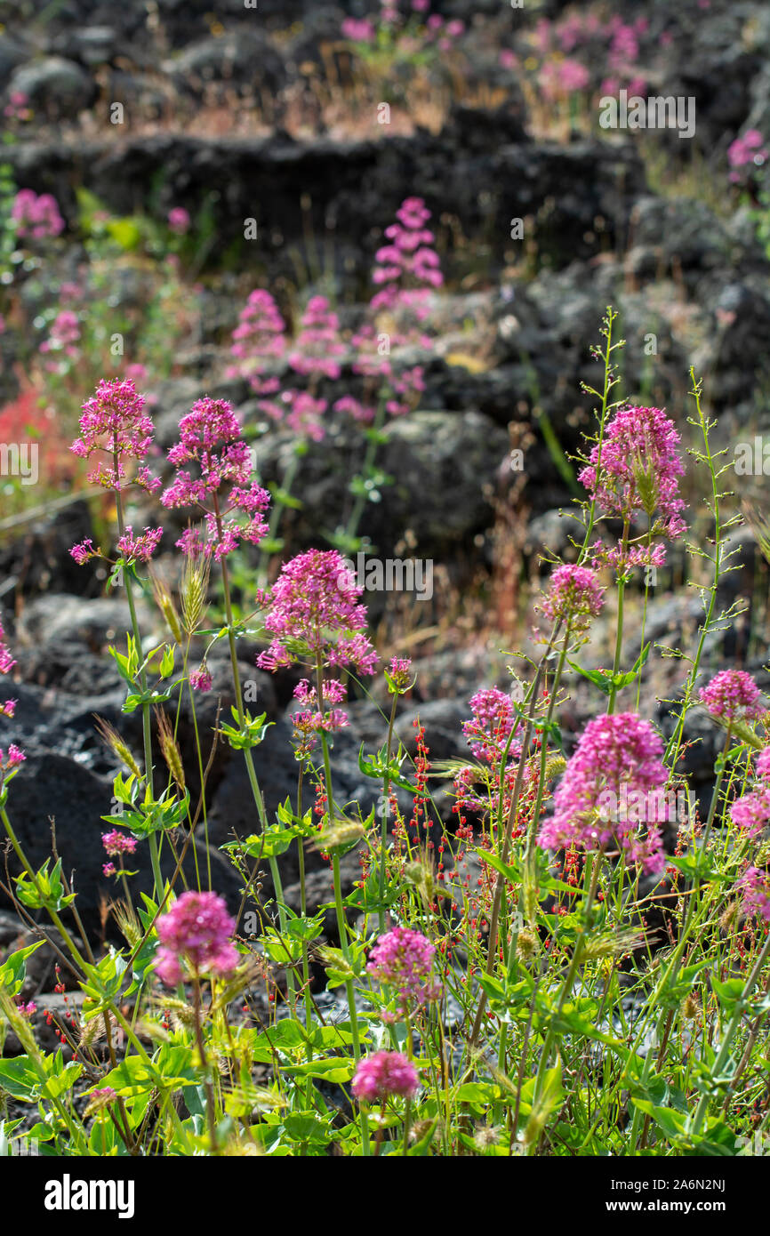Flora of Mount Etna volcano, seasonal blossom of pink Centranthus ruber ...