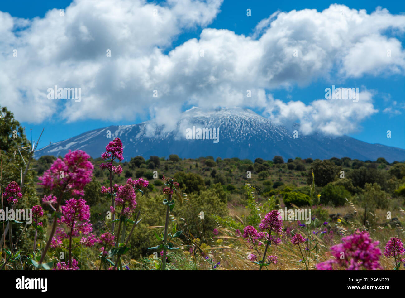 Flora of active stratovolcano Mount Etna on east coast of island Sicily ...