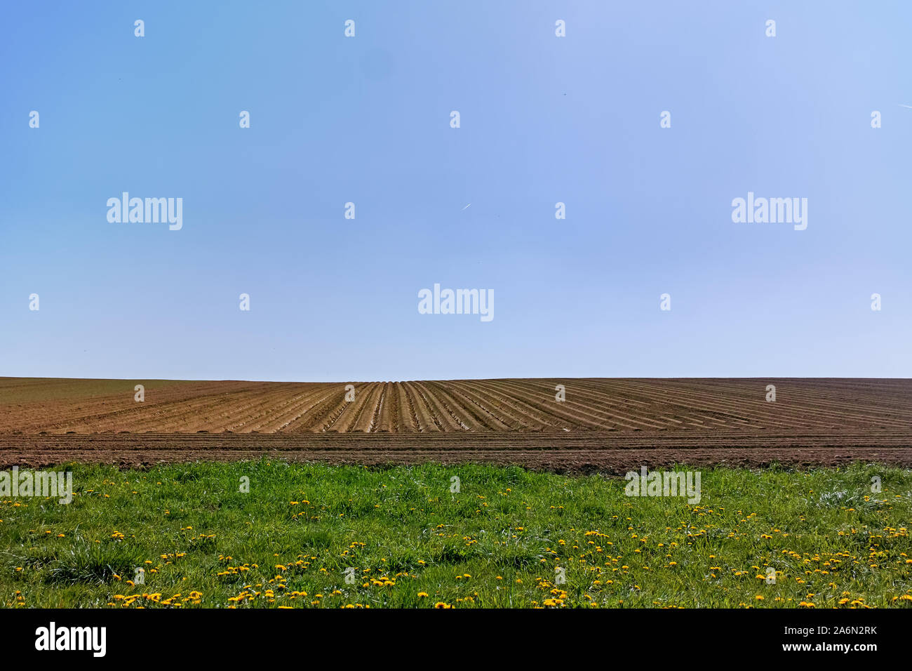 Spring landscape with farmers plowed fields and blossom of yellow ...