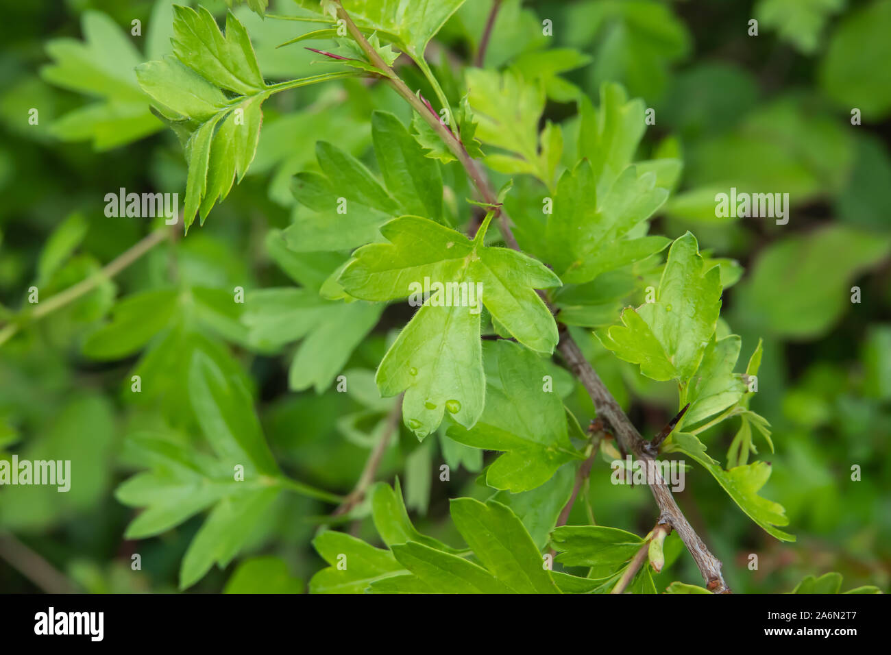 Hawthorn Leaves Growing in Springtime Stock Photo - Alamy