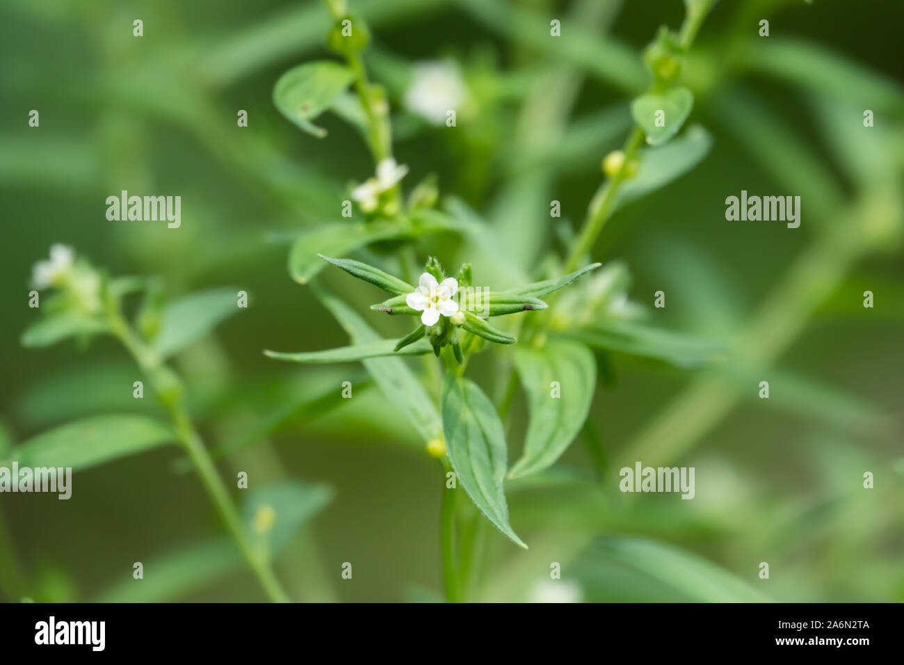 White gromwell hi-res stock photography and images - Alamy