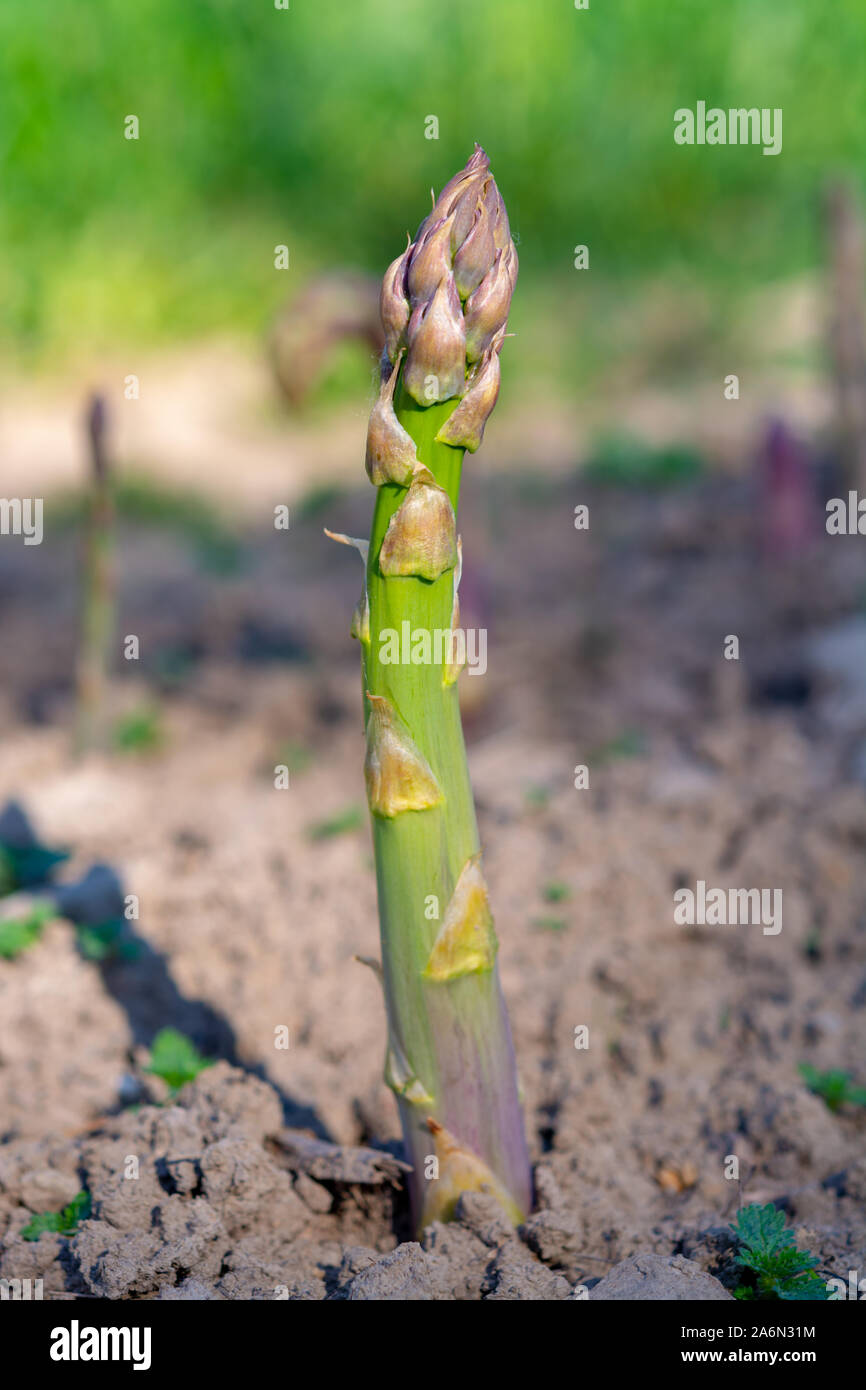 Ripe organic green asparagus growing on farmers field ready to harvest ...