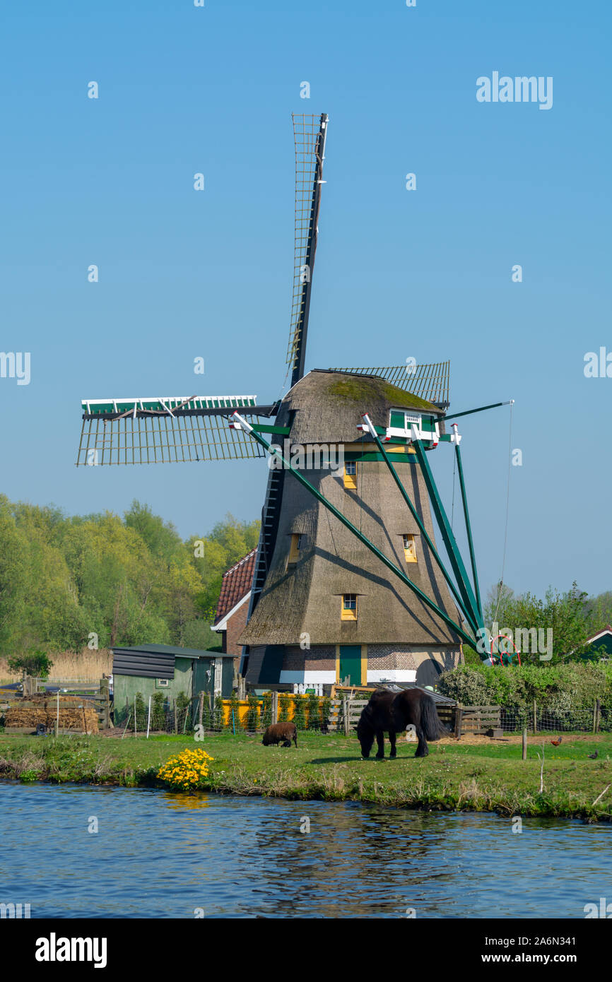 Waterways of North Holland and view on traditional Dutch wind mill ...