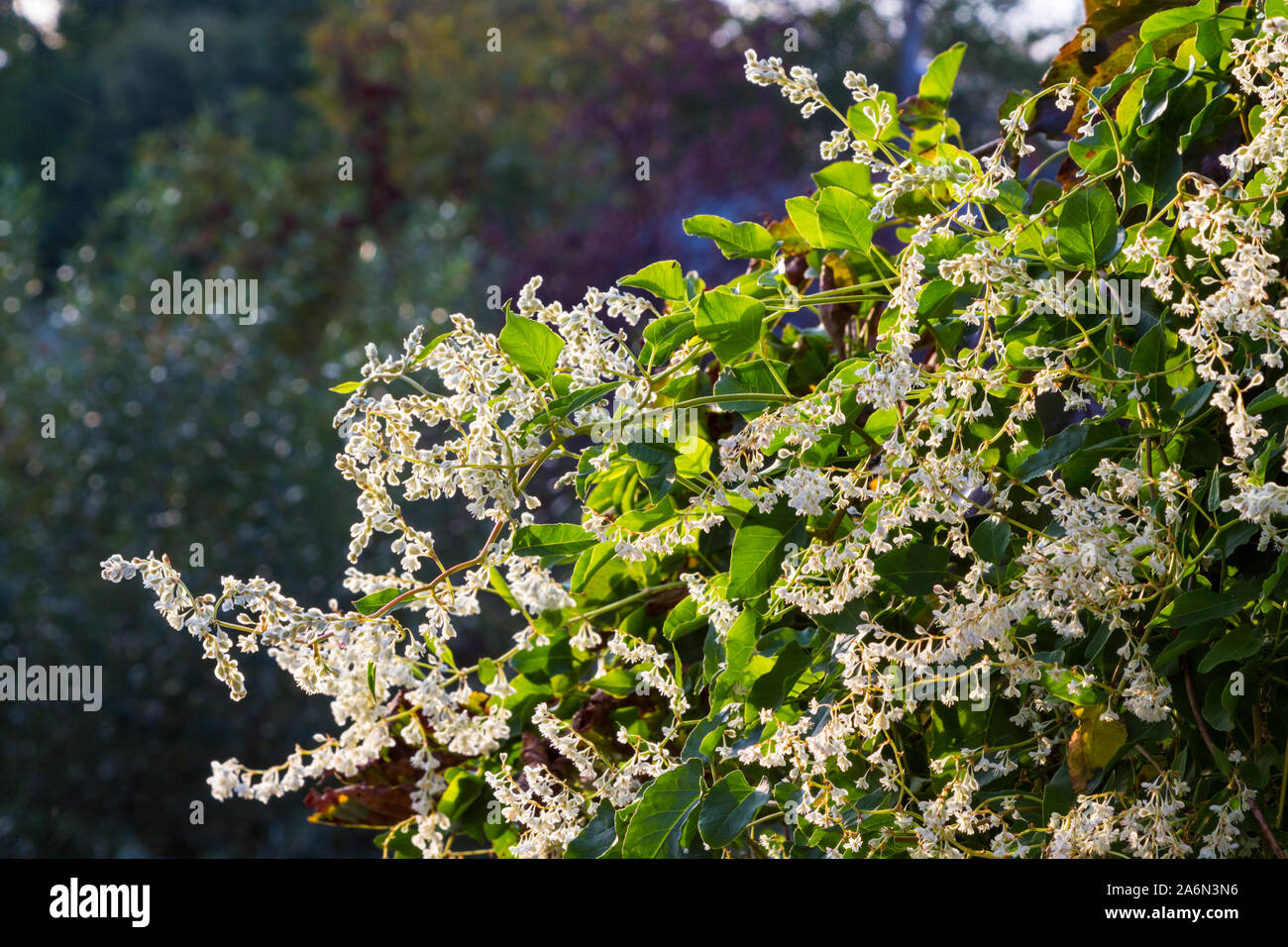 Russian vine hi-res stock photography and images - Alamy