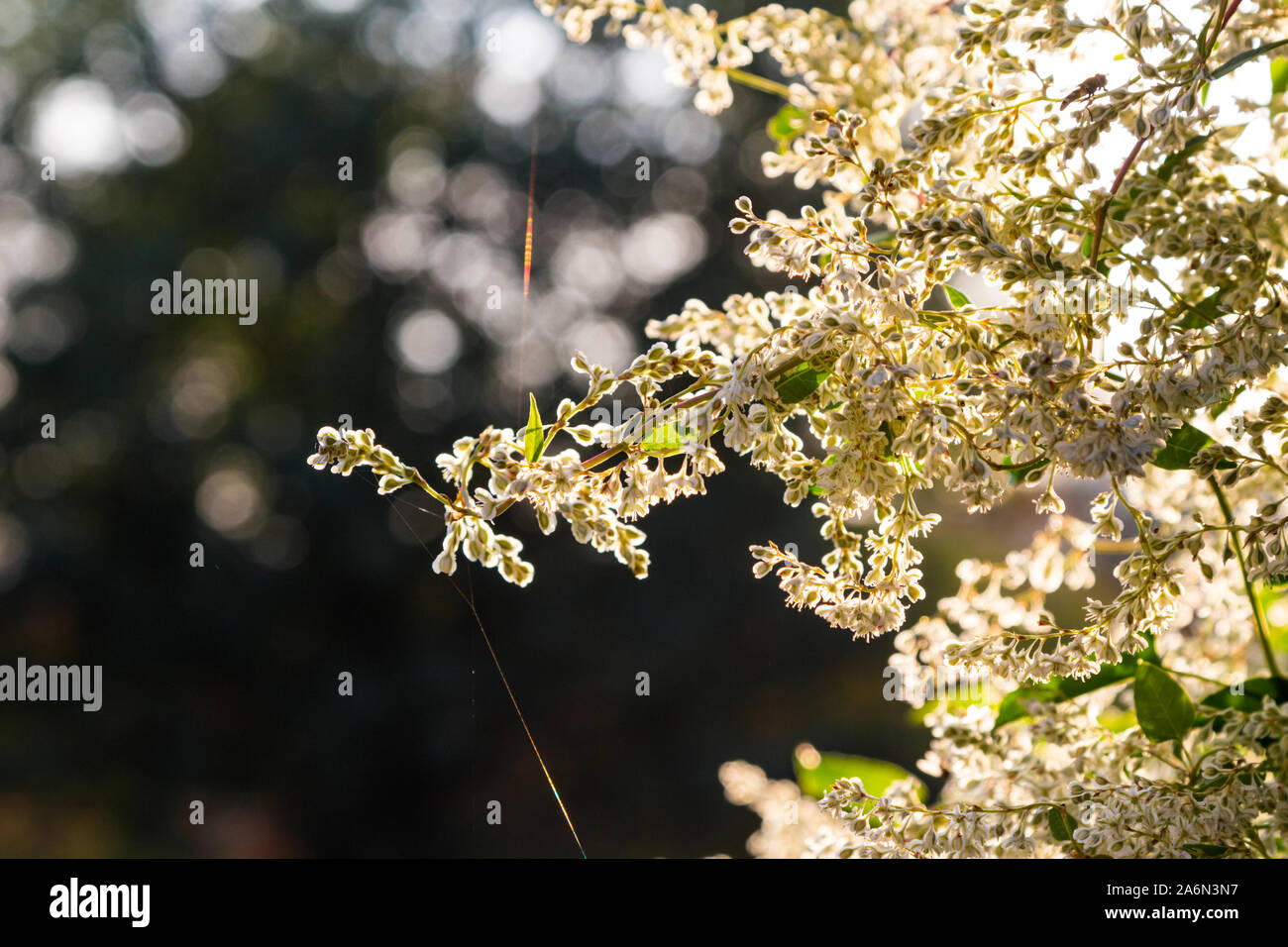 Invasive vine species hi-res stock photography and images - Alamy