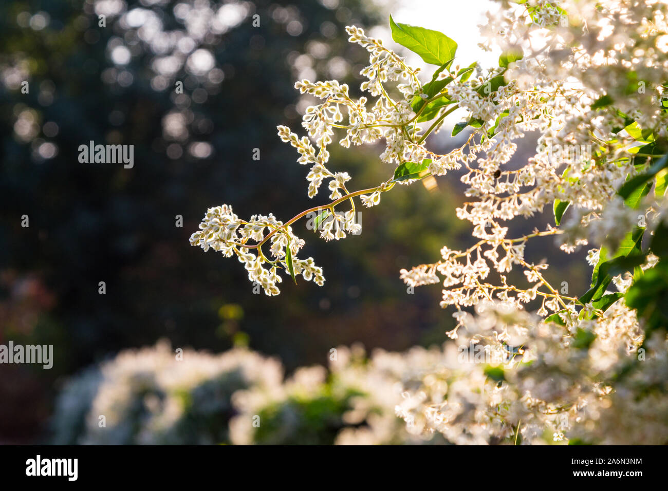 Russian vine hi-res stock photography and images - Alamy