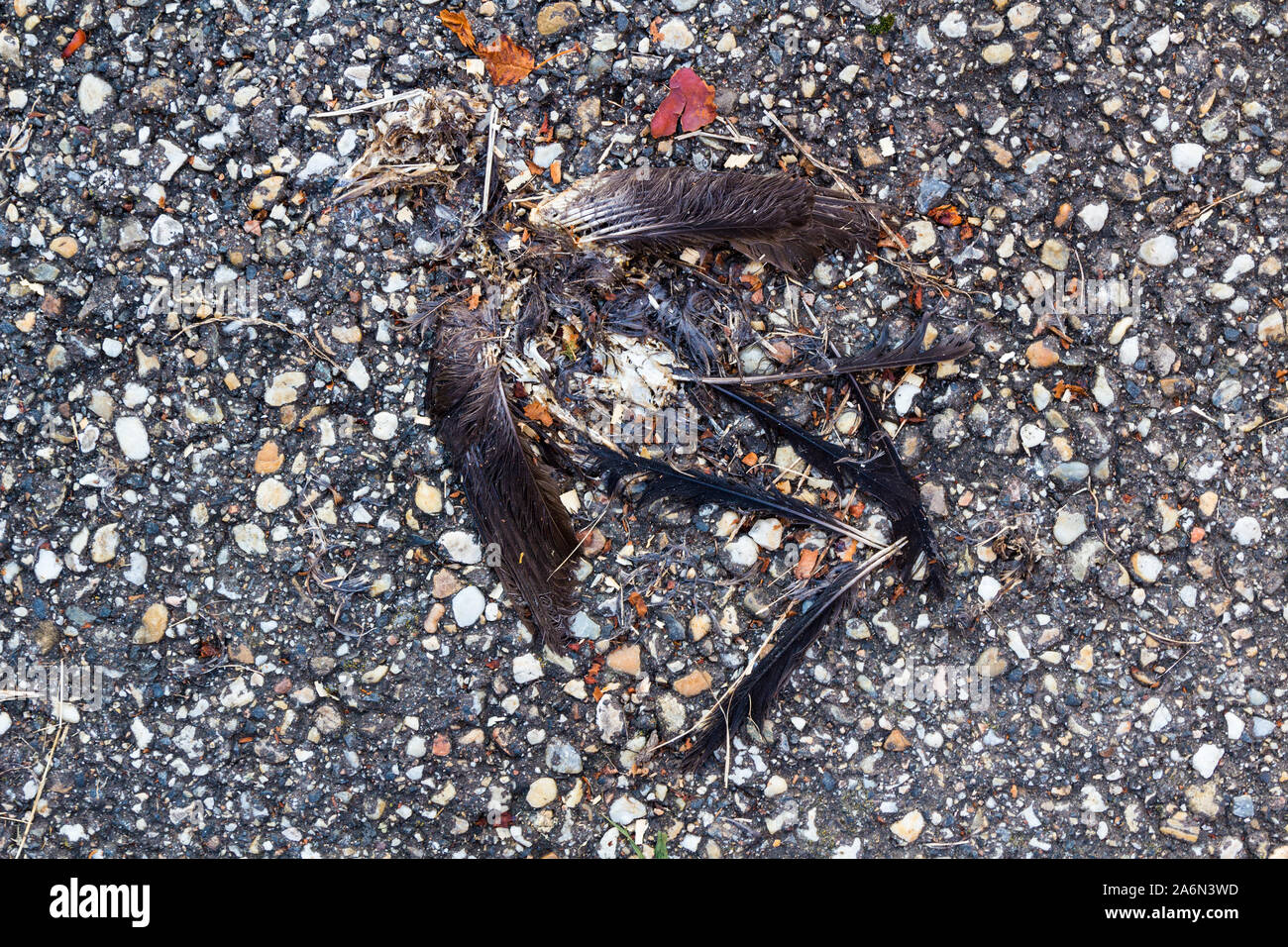 Dead blackbird Turdus merula on asphalt road. Only feathers and bones ...