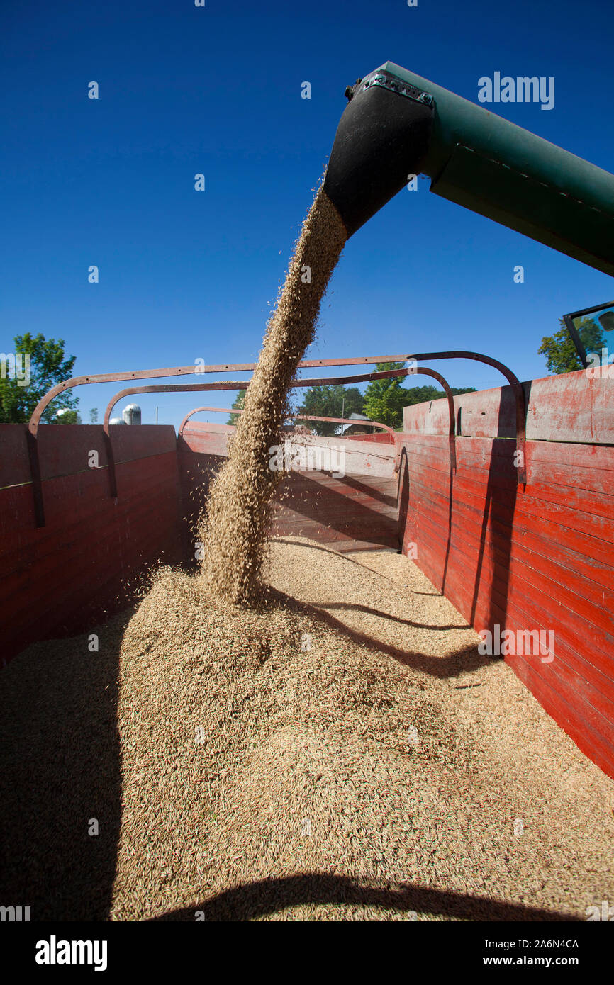 John Williamson harvests organic oats on his 200-acre organic farm July ...