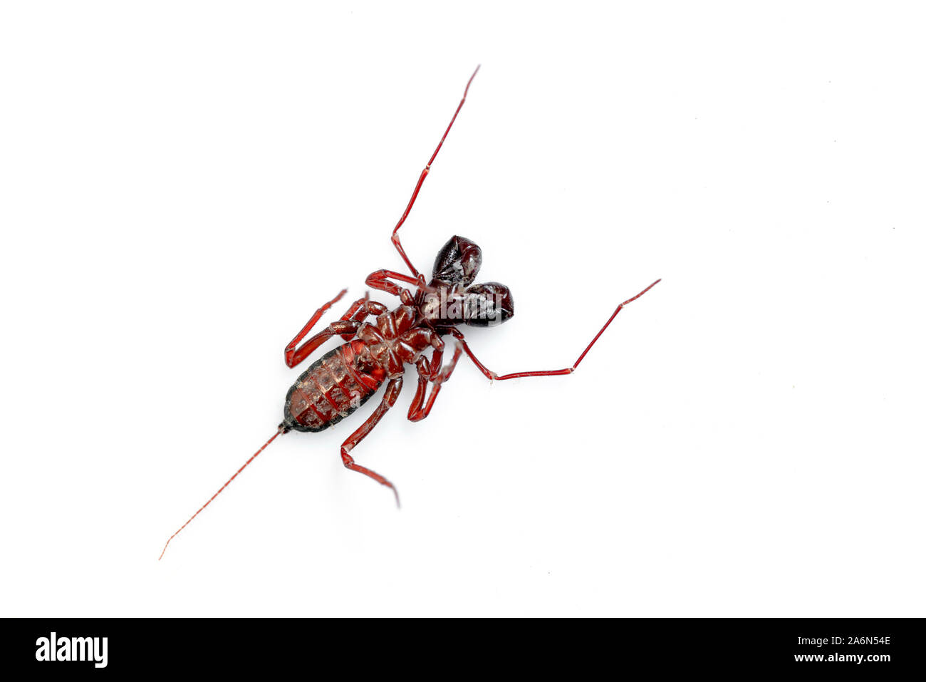 Whip scorpion mastigoproctus hi-res stock photography and images - Alamy
