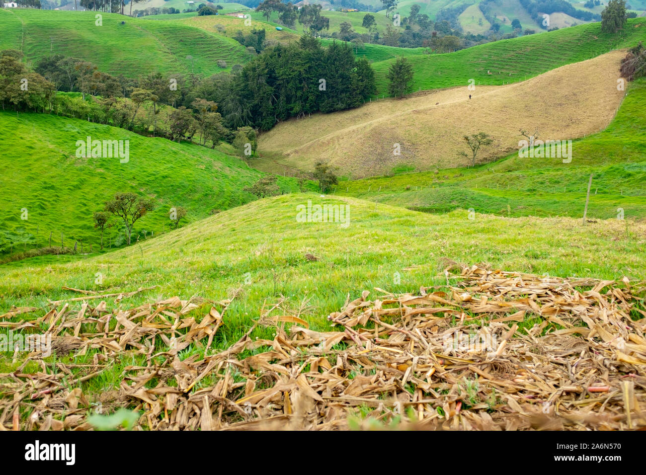 Colombia travel cows landscape hi-res stock photography and images - Alamy