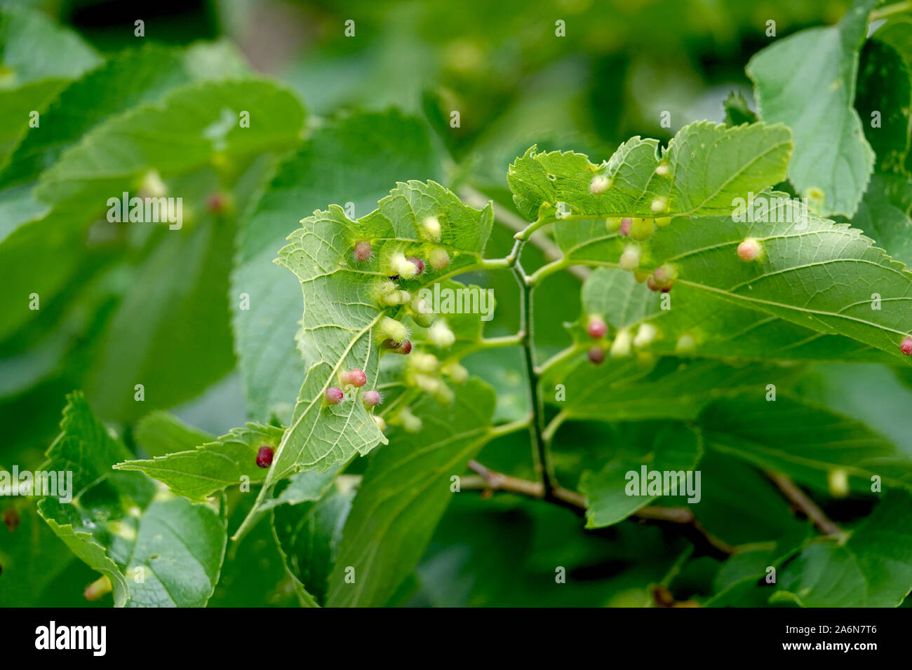 Hackberry and leaf hi-res stock photography and images - Alamy