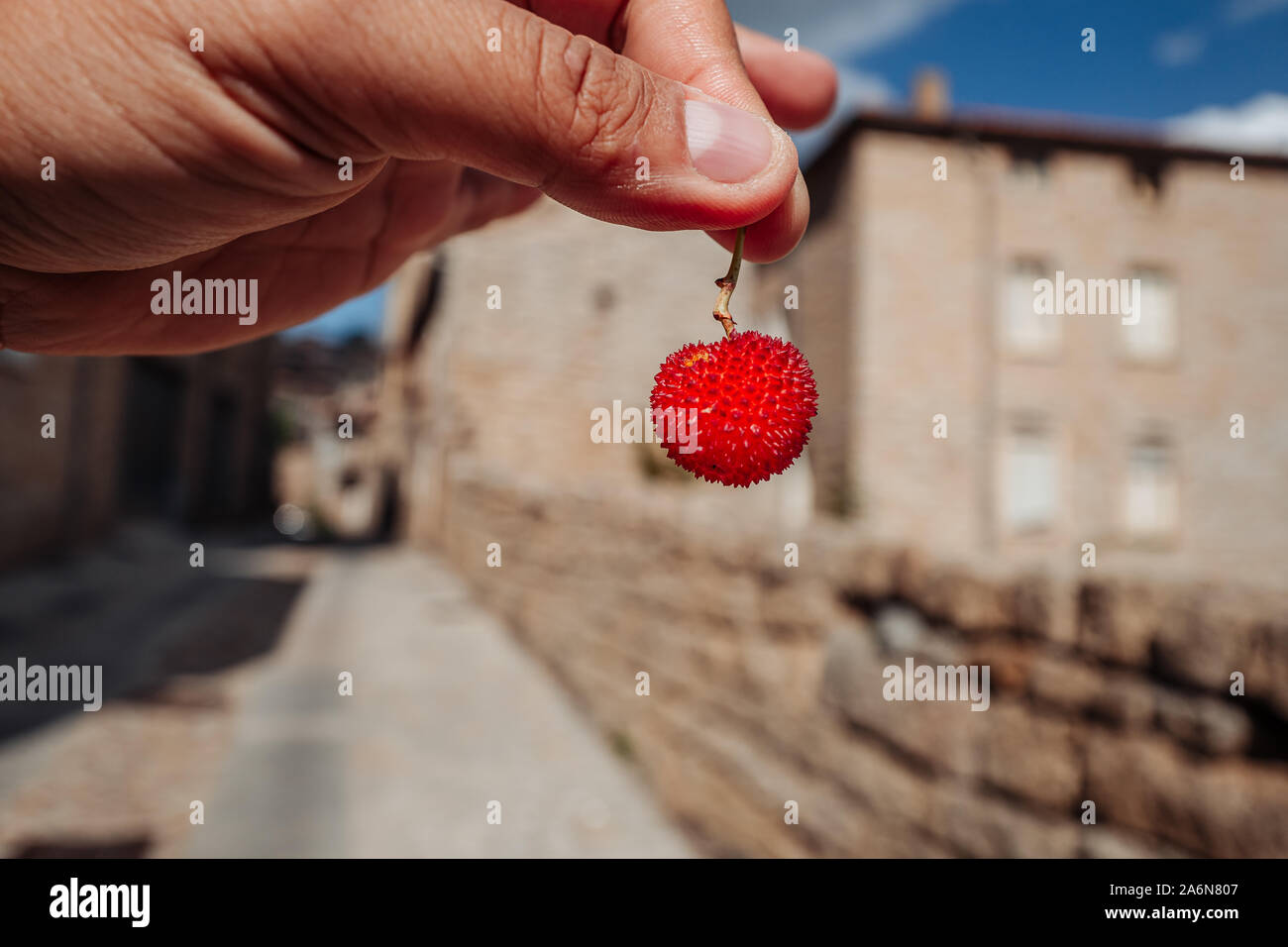 Delicious rare Arbutus fruit in Barbagia, Sardinia Stock Photo - Alamy