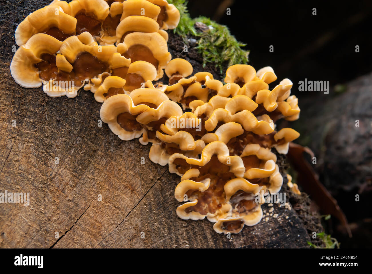 Yellow curtain crust fungus hi-res stock photography and images - Alamy