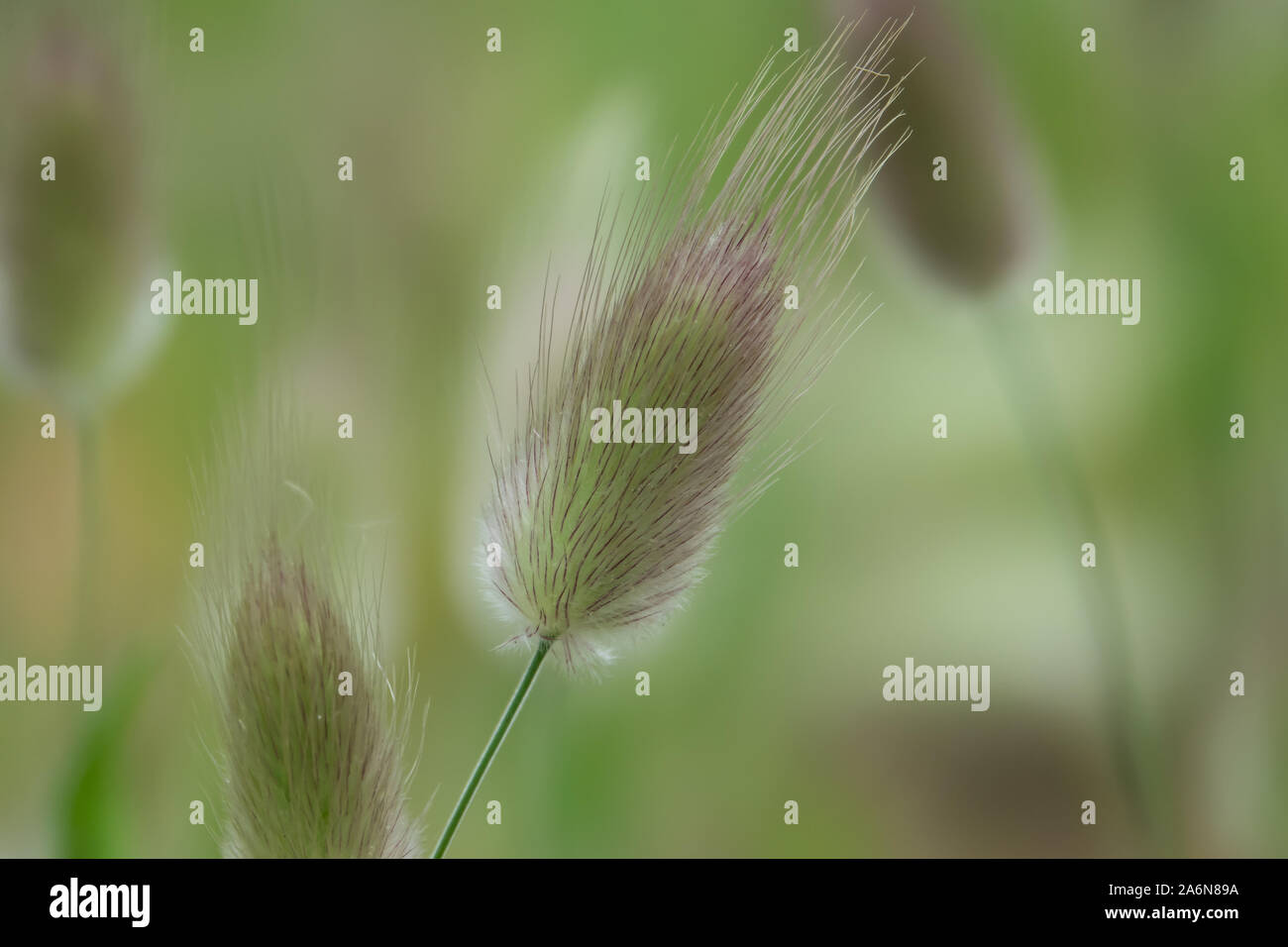 Hares in the flower field hi-res stock photography and images - Alamy
