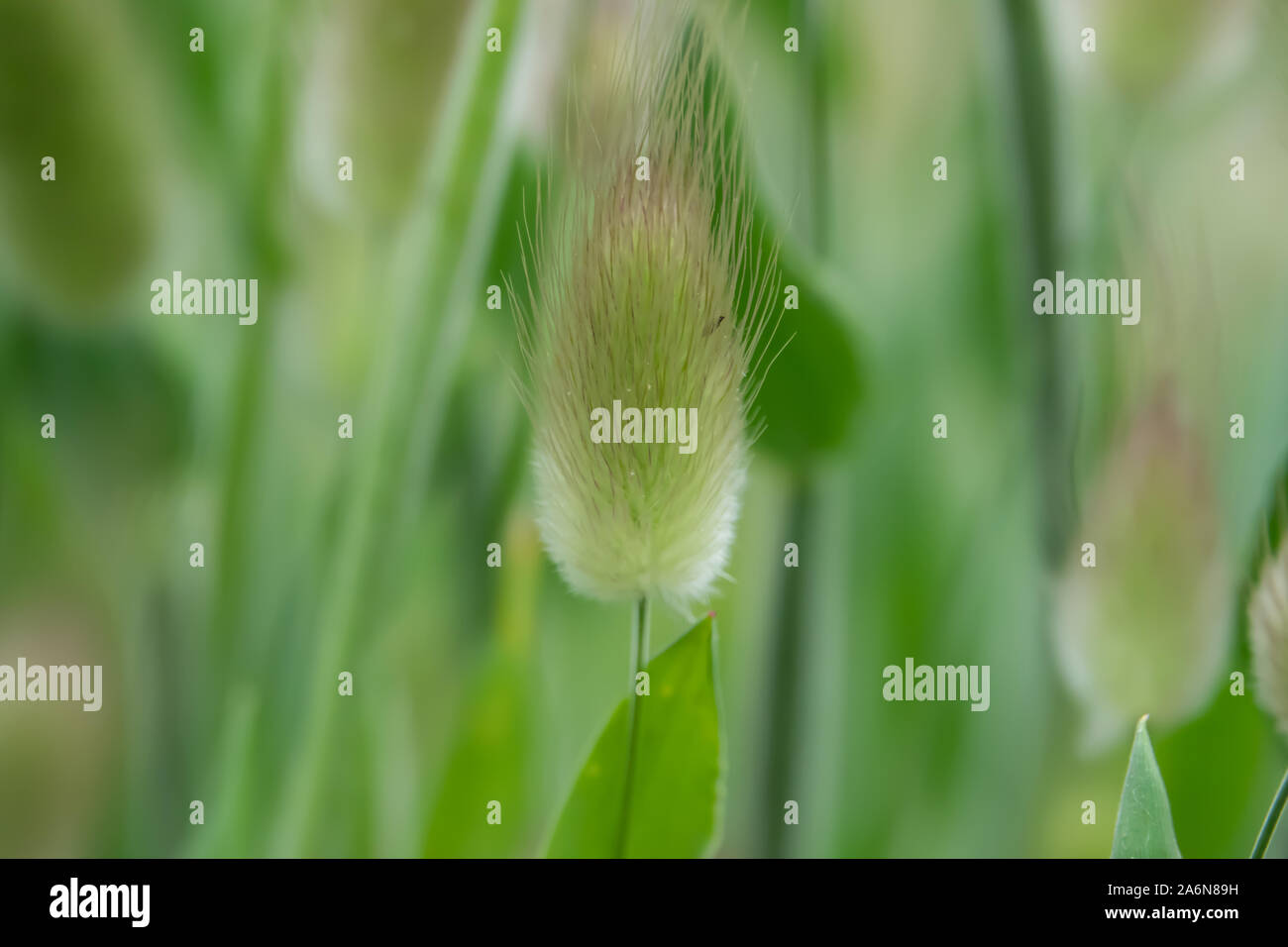 Hares in the flower field hi-res stock photography and images - Alamy