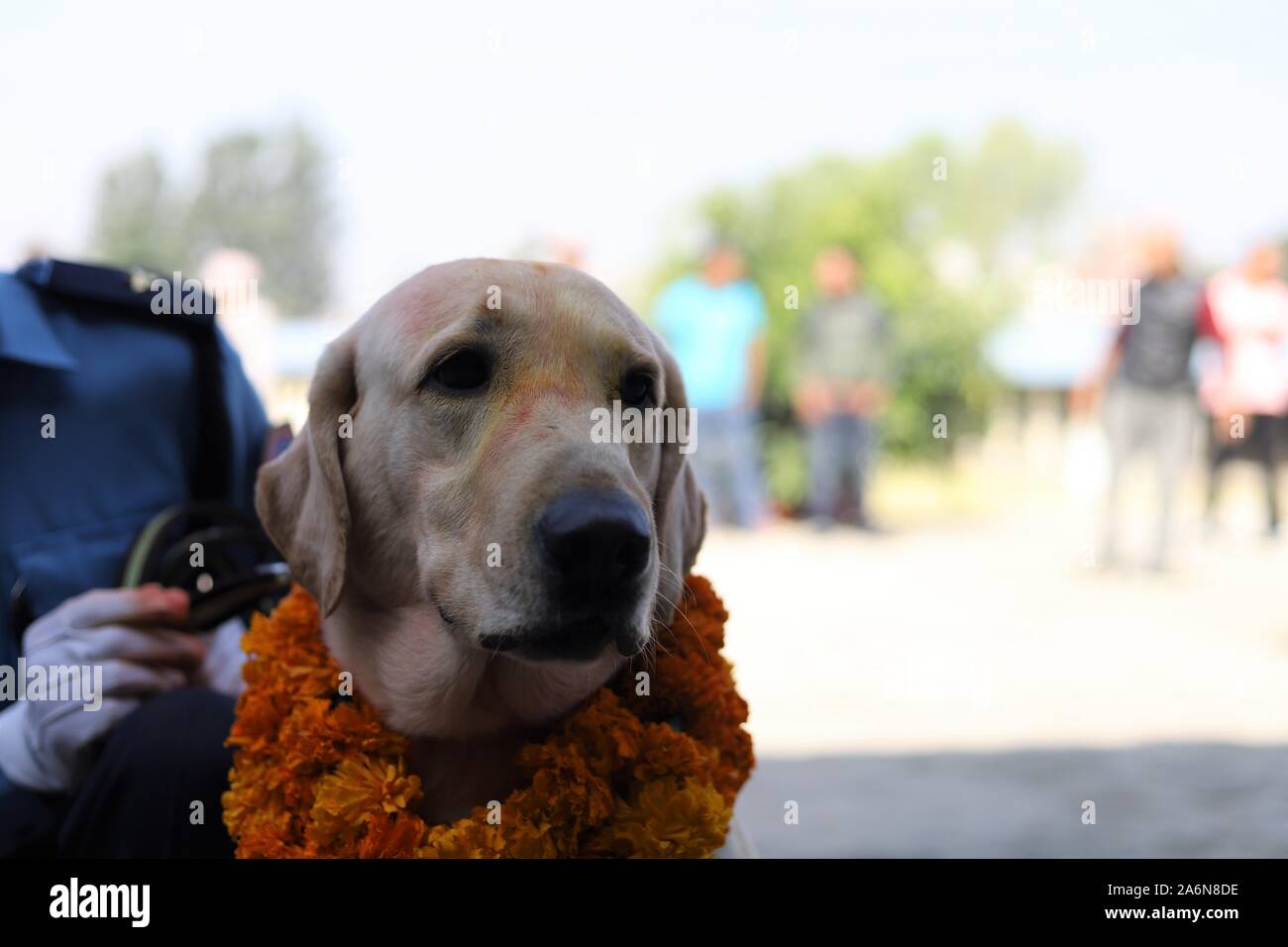 Kathmandu, Nepal. 27th Oct, 2019. A Portrait of Nepalese police Dog ...