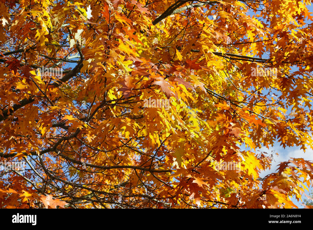 Reddish vegetation hi-res stock photography and images - Alamy