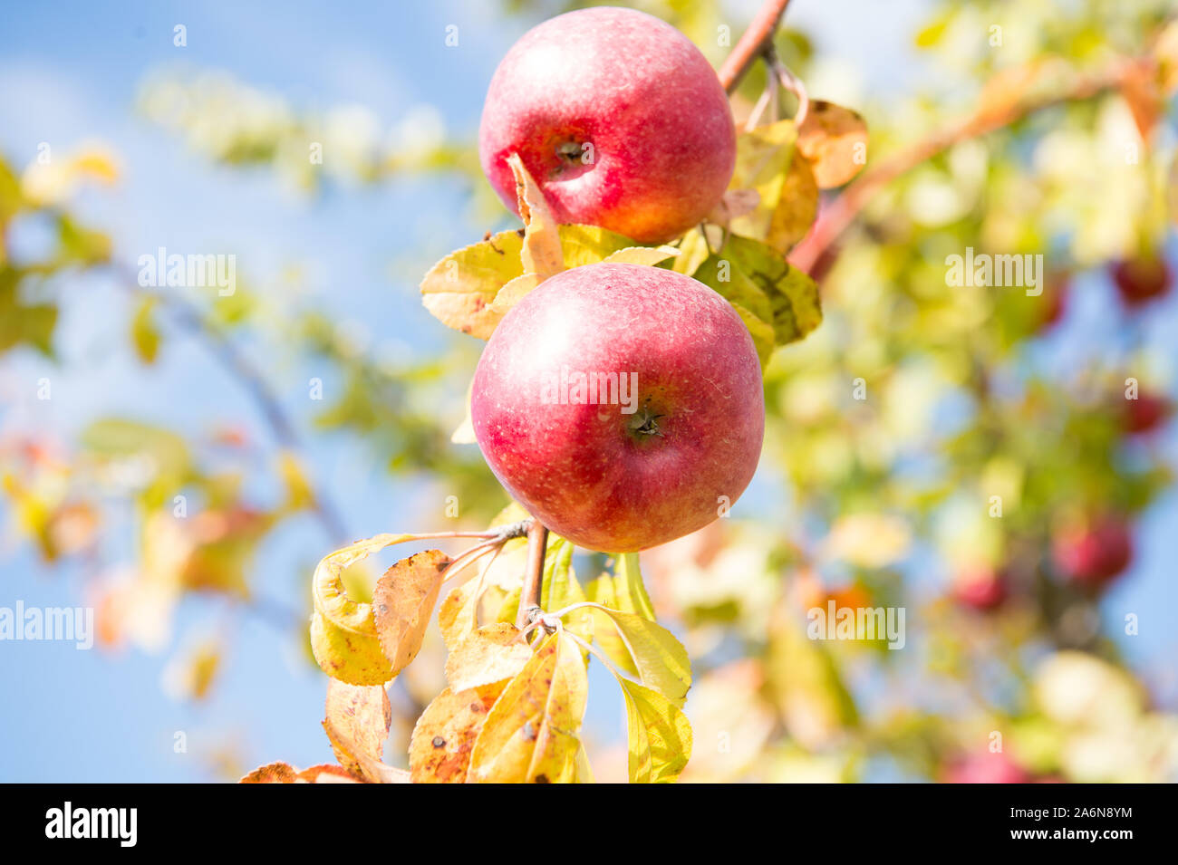 Time for harvesting. Organic apple crops farm or garden. Autumn ...