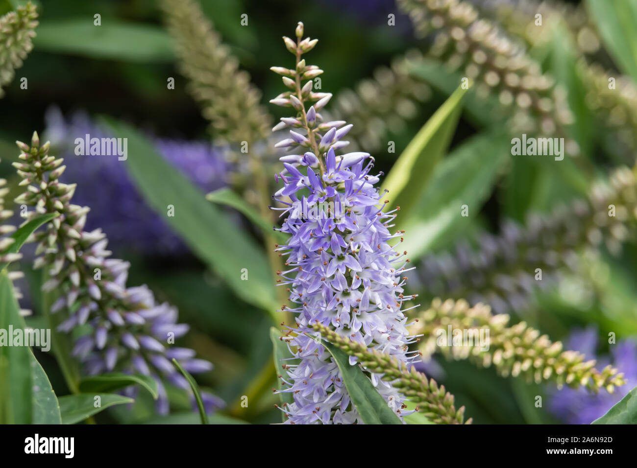 Hebe Flowering In Winter