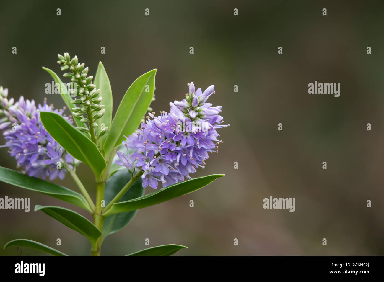 Hebe Flowers in Bloom in Winter Stock Photo - Alamy