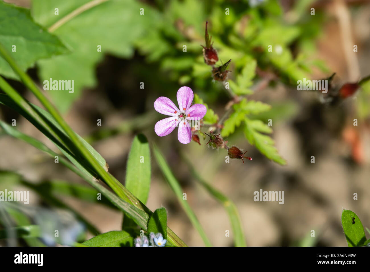 Herb robert flowers hi-res stock photography and images - Alamy
