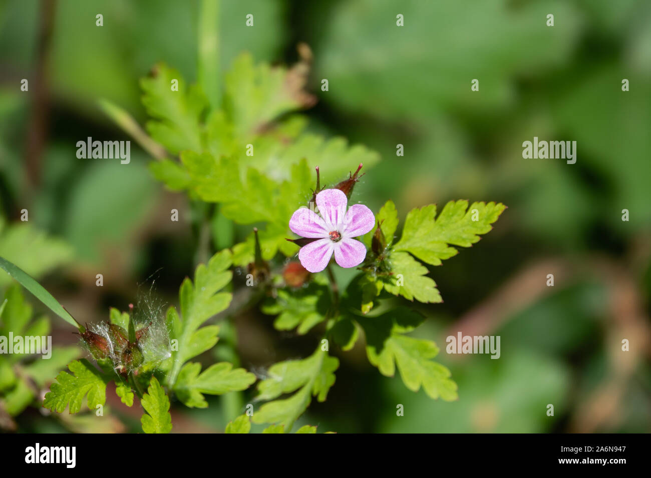 Herb robert flowers hi-res stock photography and images - Alamy