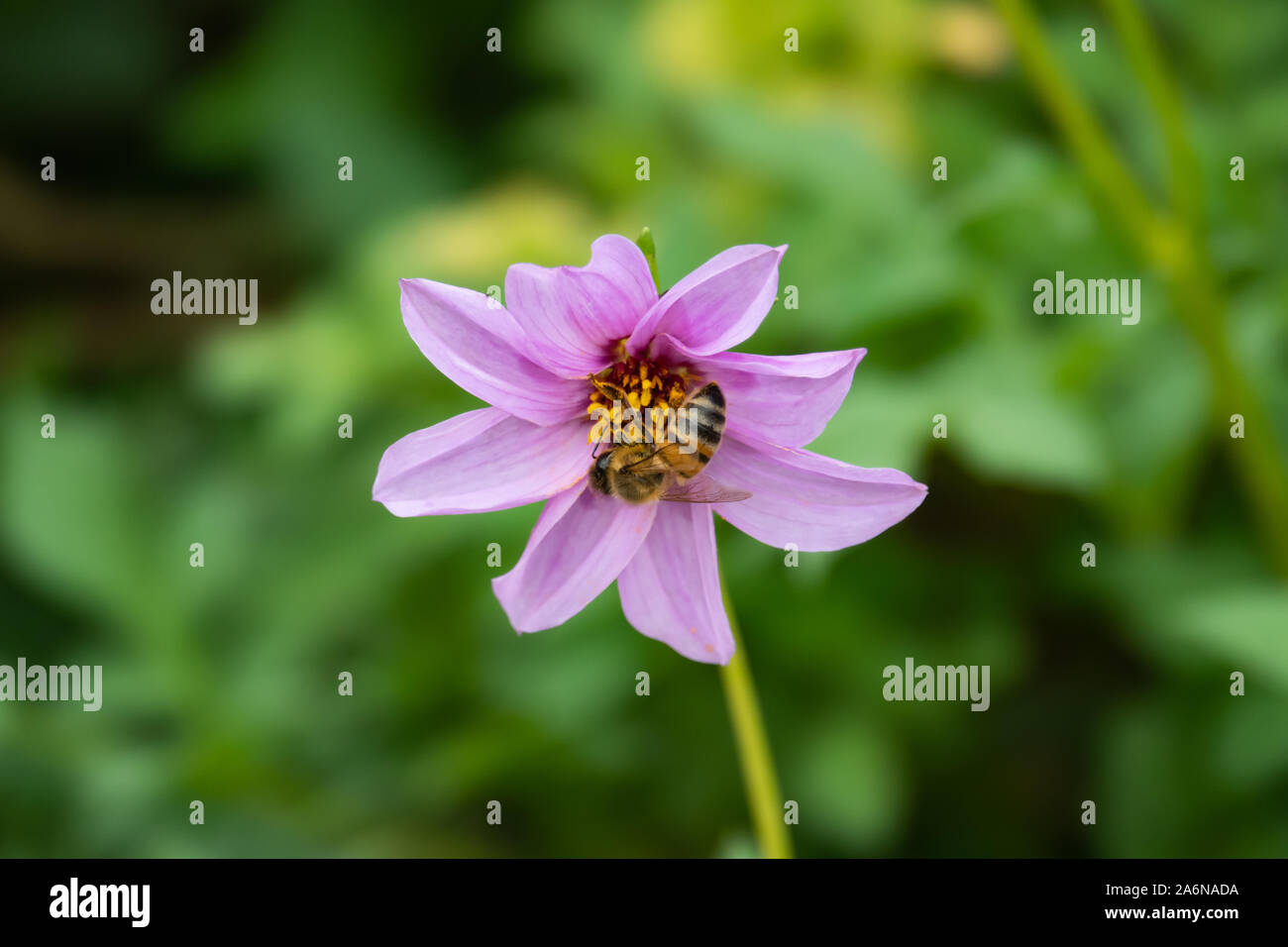 Merckii dahlia hi-res stock photography and images - Alamy