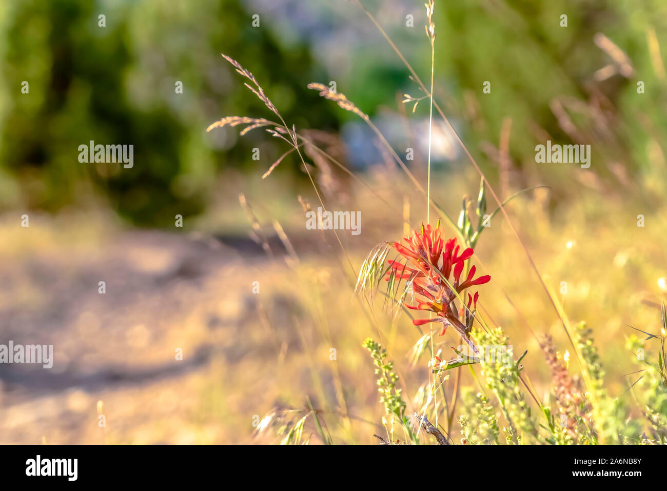 Dainty red wildflower growing in the wilderness Stock Photo - Alamy