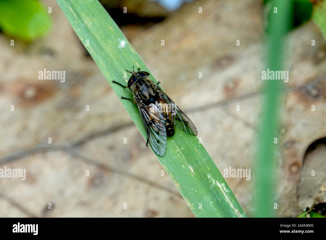 Black horsefly hi-res stock photography and images - Alamy