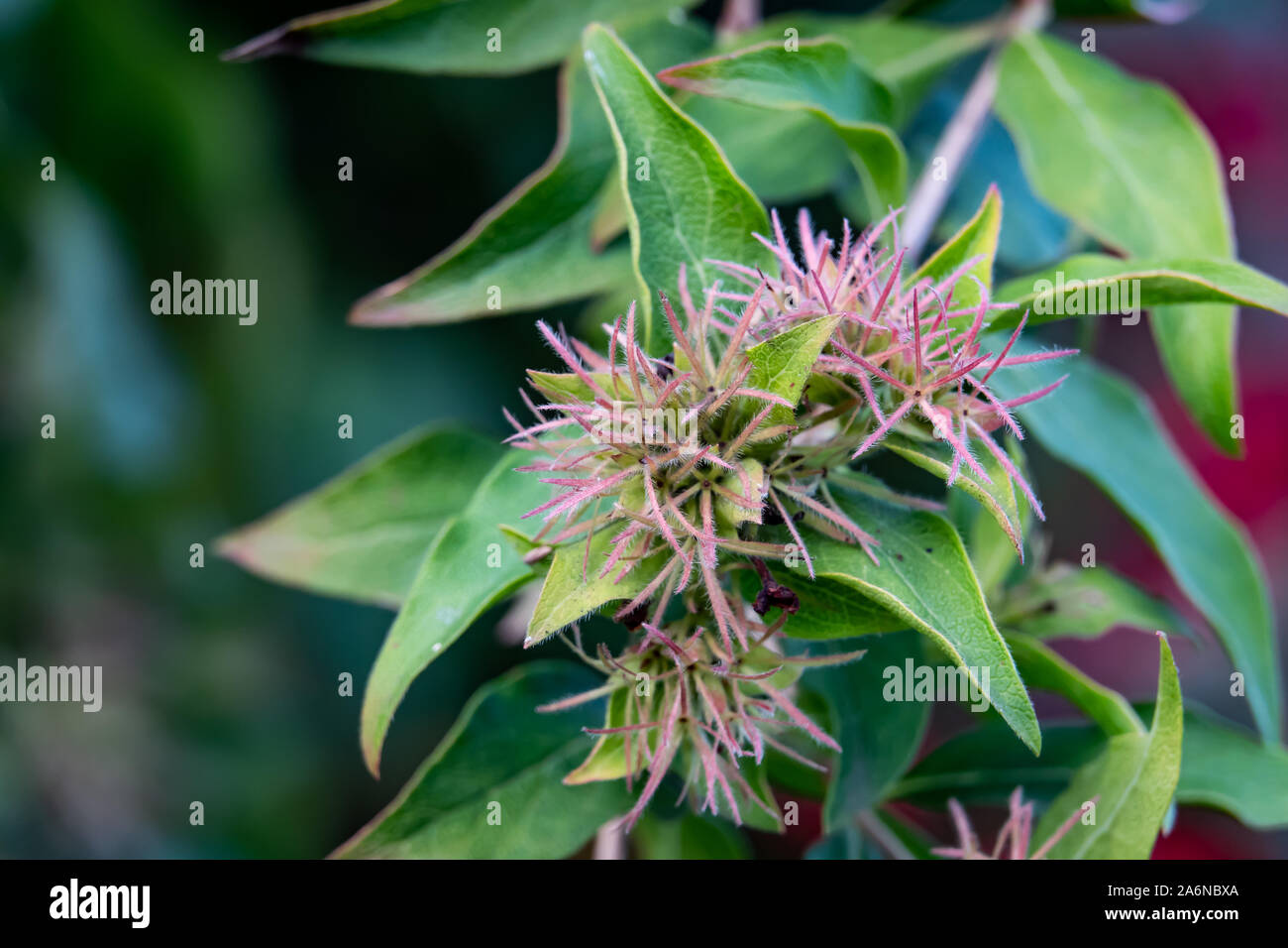 Leaf of abelia hi-res stock photography and images - Alamy