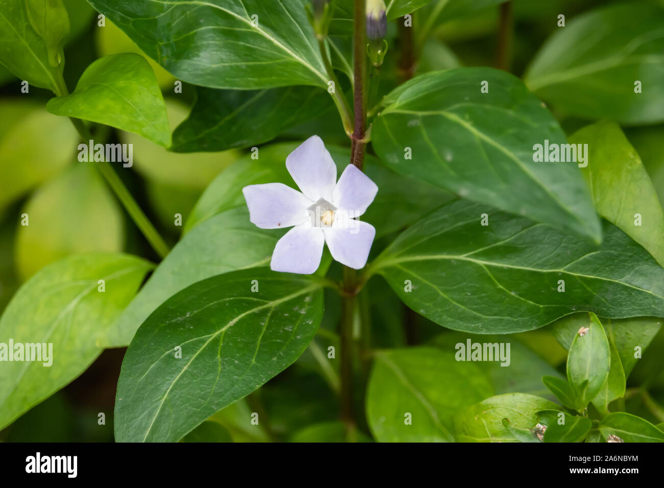 Vinca difformis hi-res stock photography and images - Alamy