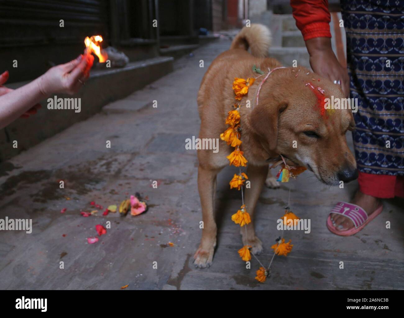 Kathmandu, Nepal. 27th Oct, 2019. A dog is worshiped on the second day ...