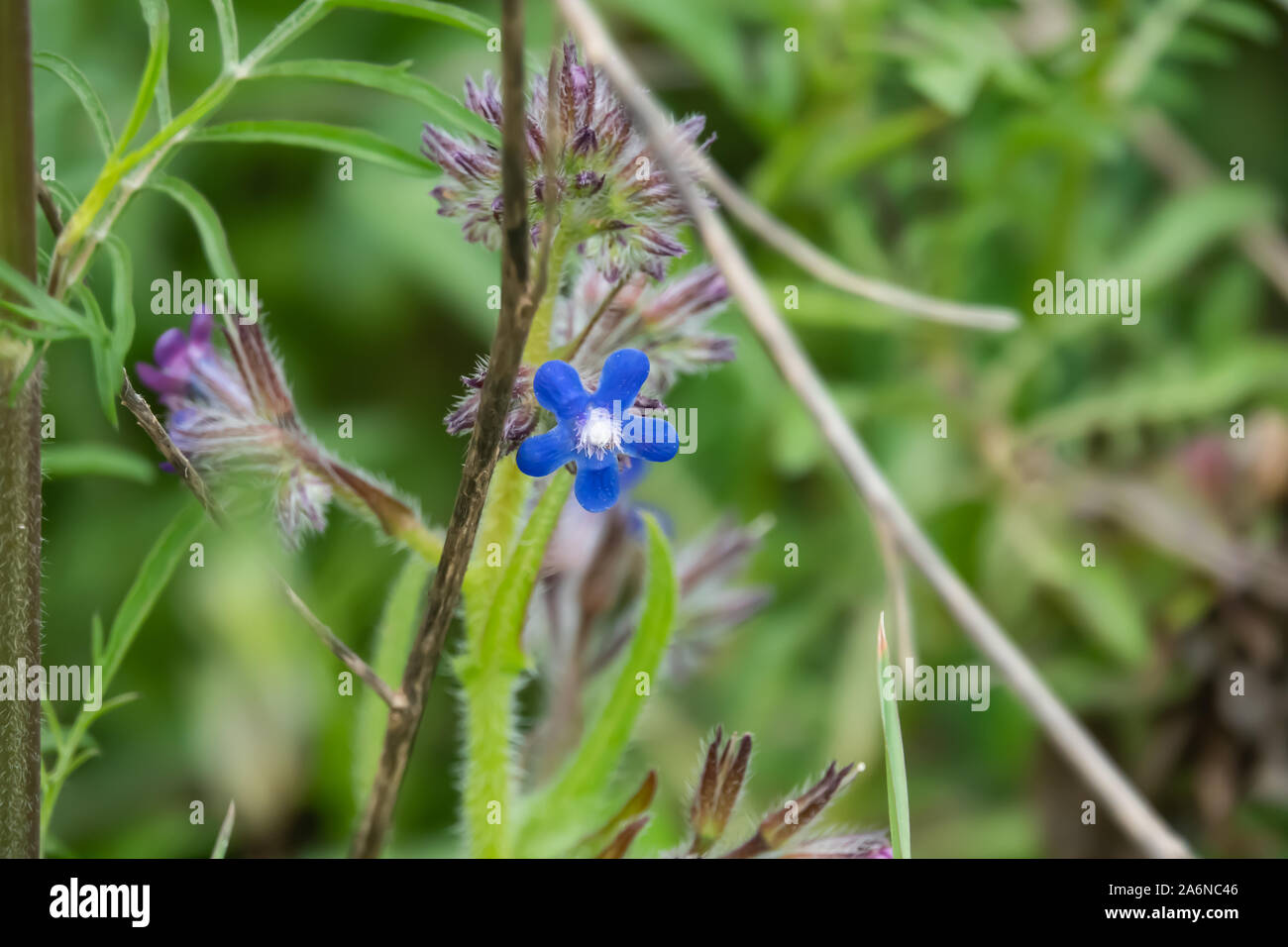 Italian Bugloss Flowers in Bloom in Springtime Stock Photo - Alamy