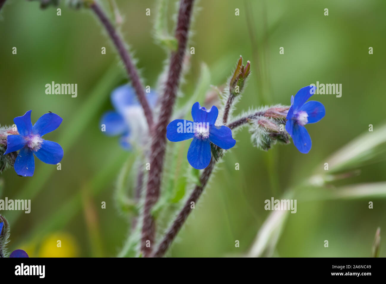 Wild bugloss spain hi-res stock photography and images - Alamy