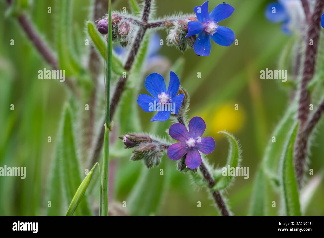 Wild bugloss spain hi-res stock photography and images - Alamy
