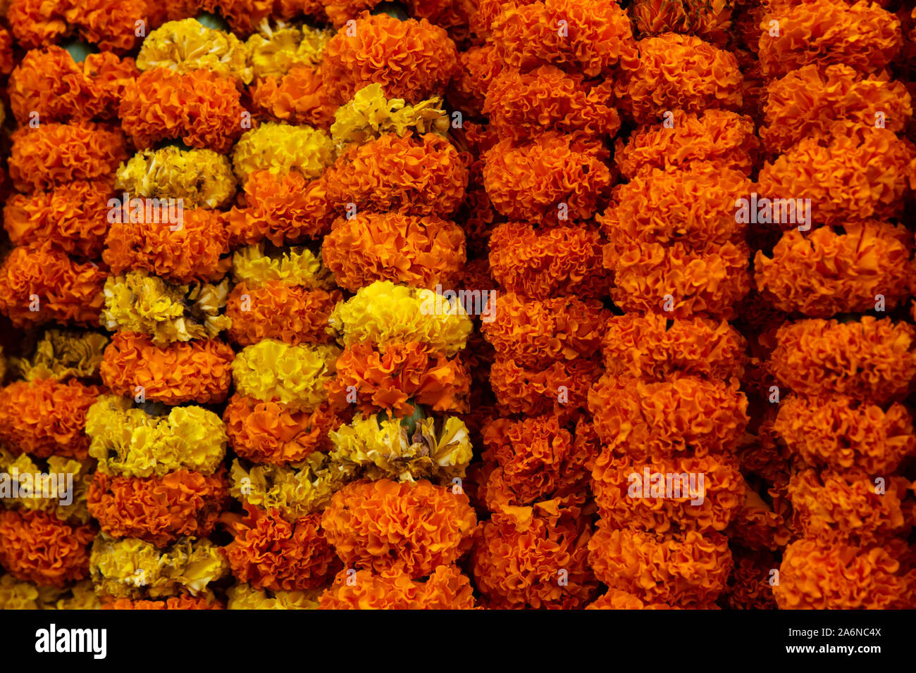 Mala garland during hi-res stock photography and images - Alamy