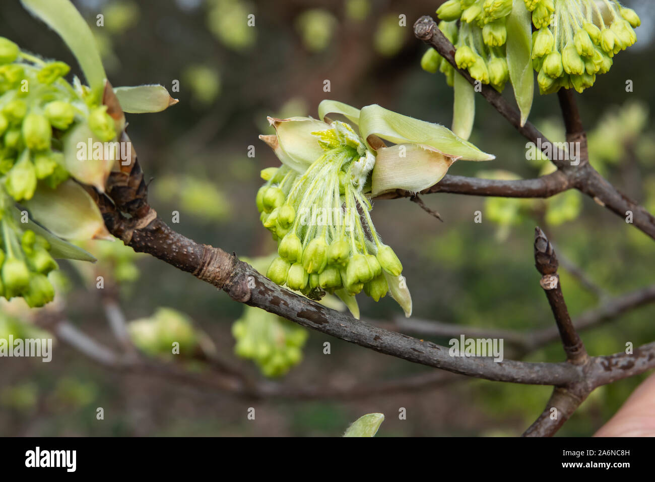 Italian Maple Flower Buds and Leaves Sprouting in Winter Stock Photo ...