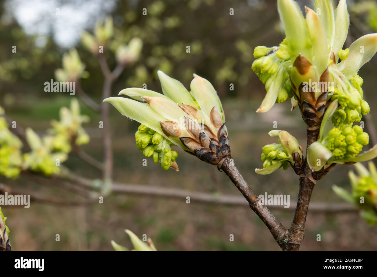 Italian Maple Flower Buds and Leaves Sprouting in Winter Stock Photo ...