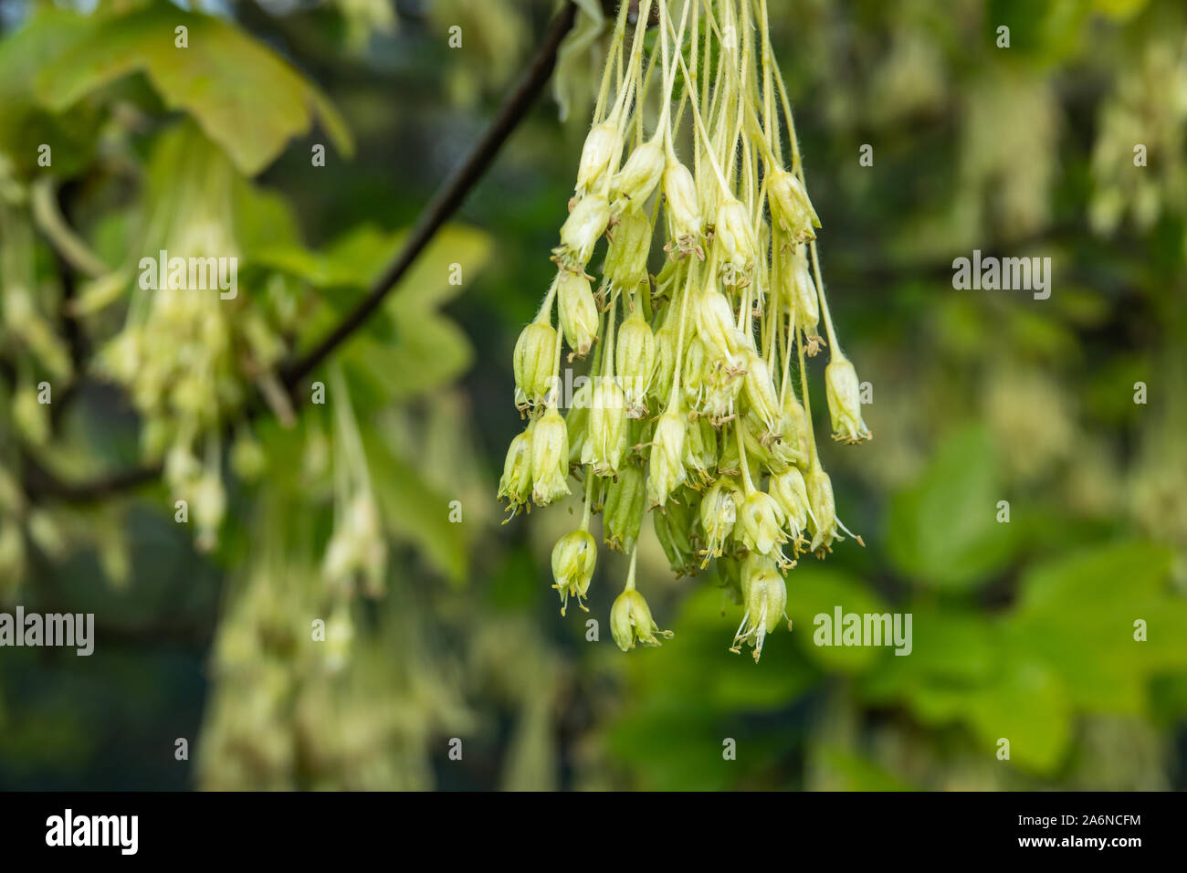 Italian Maple Flowers in Bloom in Springtime Stock Photo - Alamy