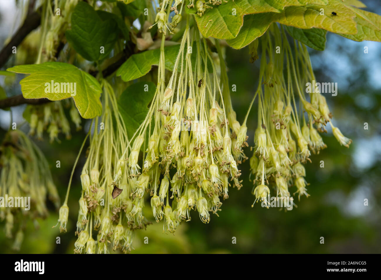 Italian maple acer opalus hi-res stock photography and images - Alamy