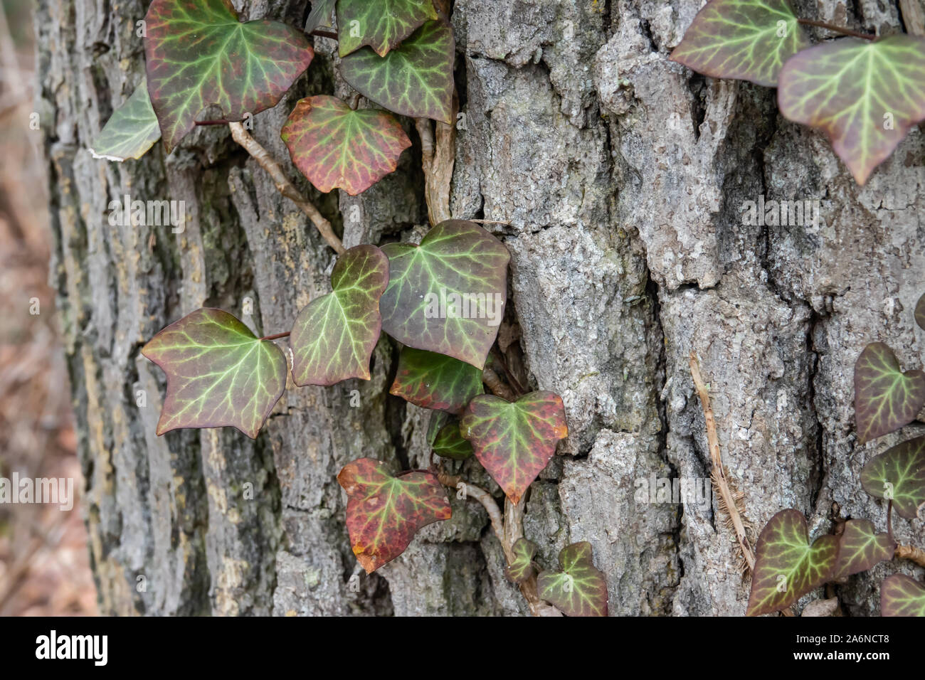 Ivy Plant Climbing Tree in Autumn Stock Photo - Alamy