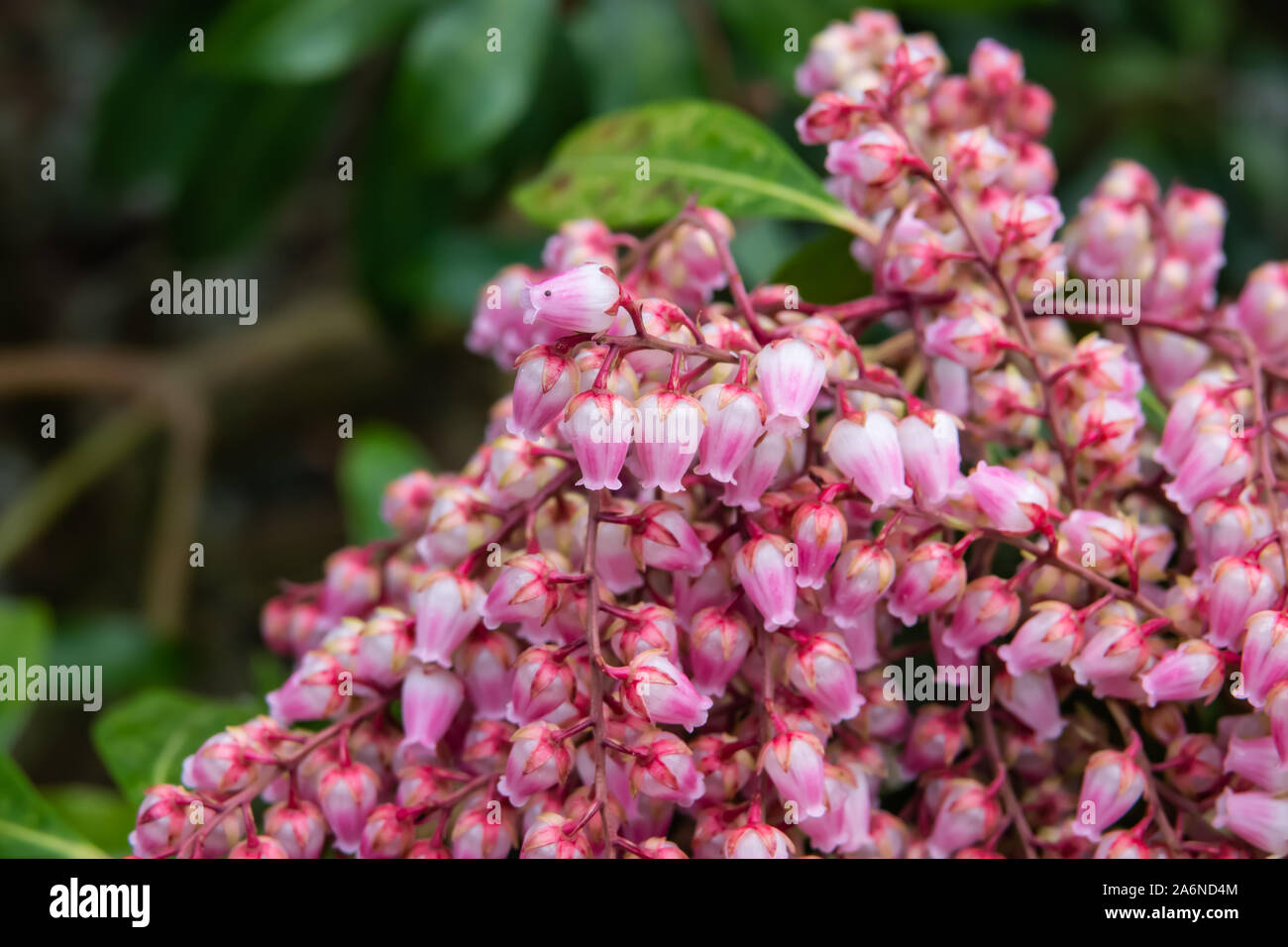 Japanese Andromeda Flowers in Bloom in Winter Stock Photo - Alamy