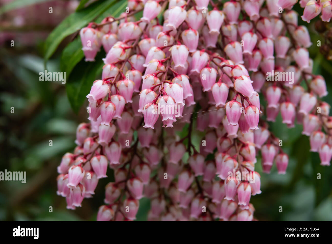 Japanese Andromeda Flowers in Bloom in Winter Stock Photo - Alamy