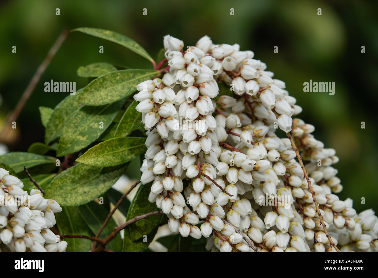 Japanese Andromeda Flowers in Bloom in Winter Stock Photo - Alamy