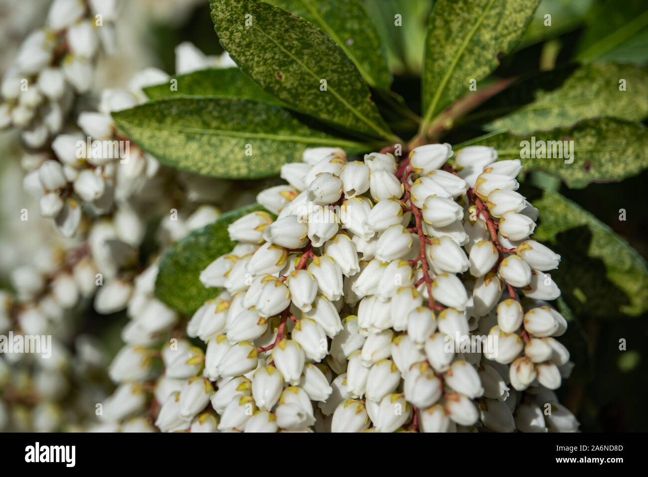Japanese Andromeda Flowers in Bloom in Winter Stock Photo - Alamy