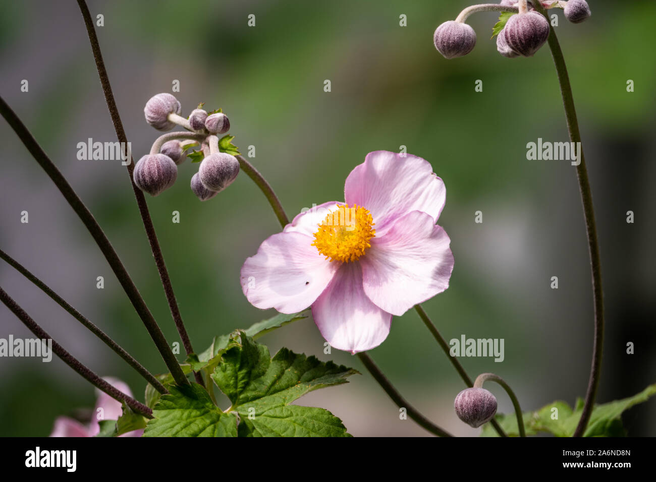 Japanese Anemone Flower High Resolution Stock Photography and Images ...