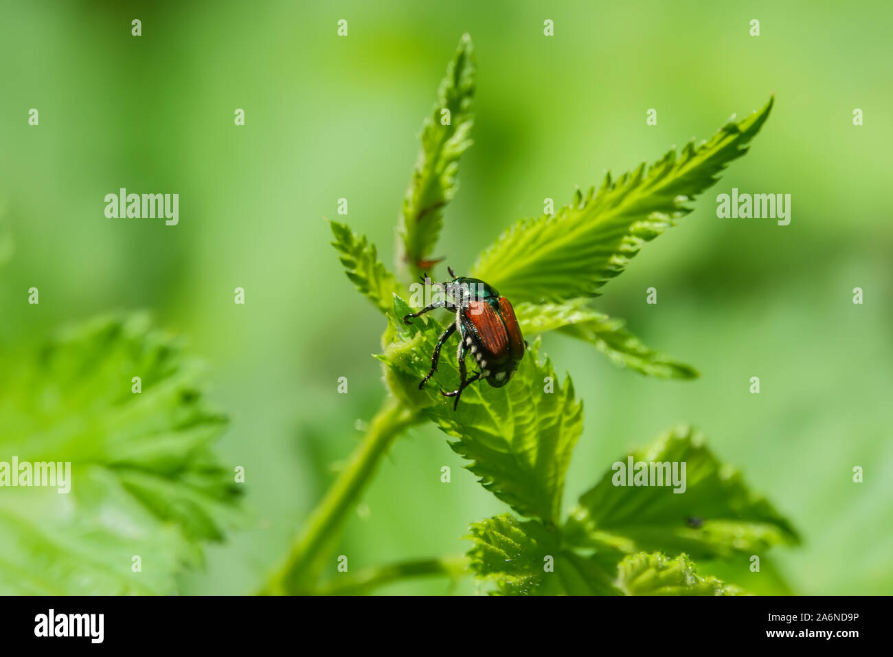 Japanese small copper hi-res stock photography and images - Alamy